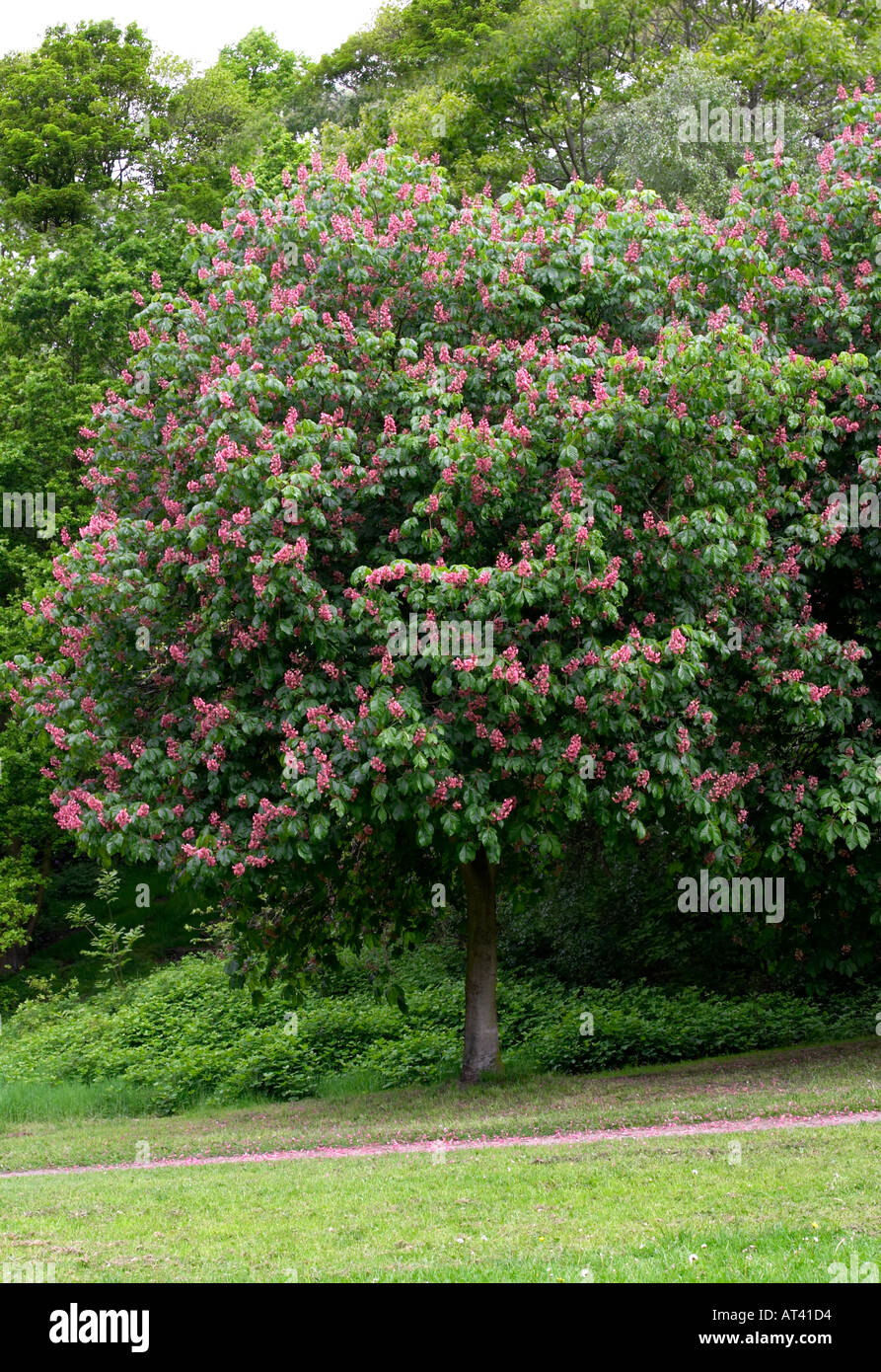 Red horse chestnut tree hi-res stock photography and images - Alamy