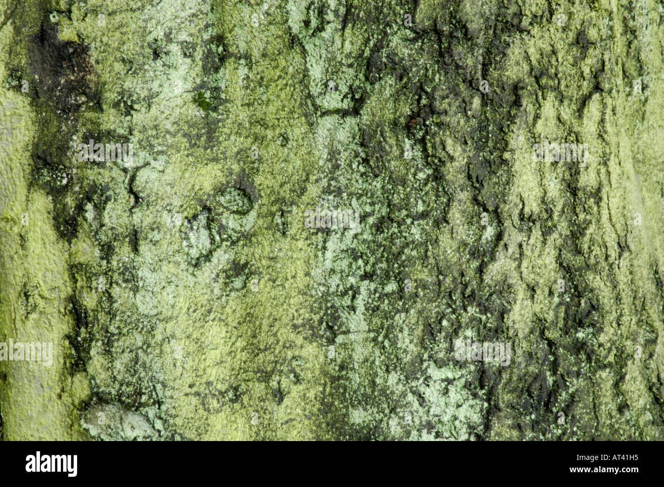 Olive lichen hi-res stock photography and images - Alamy