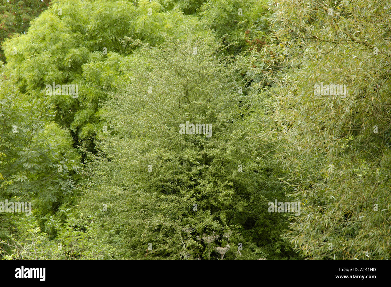 Small clump of trees hi-res stock photography and images - Alamy