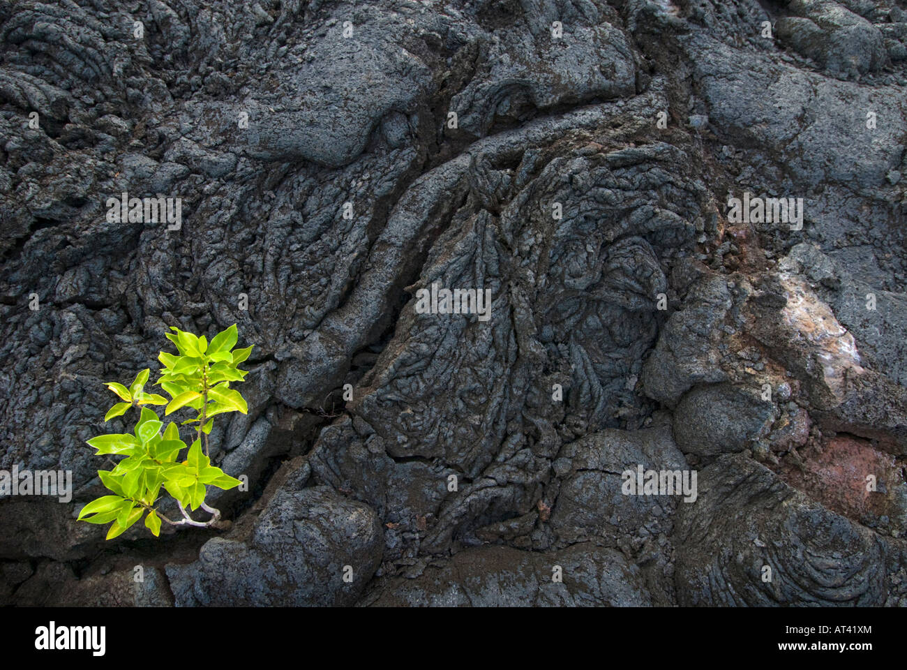 Lavafield of Saleaula MAUGA SAMOA Lava Field Savaii Western Samoa ...