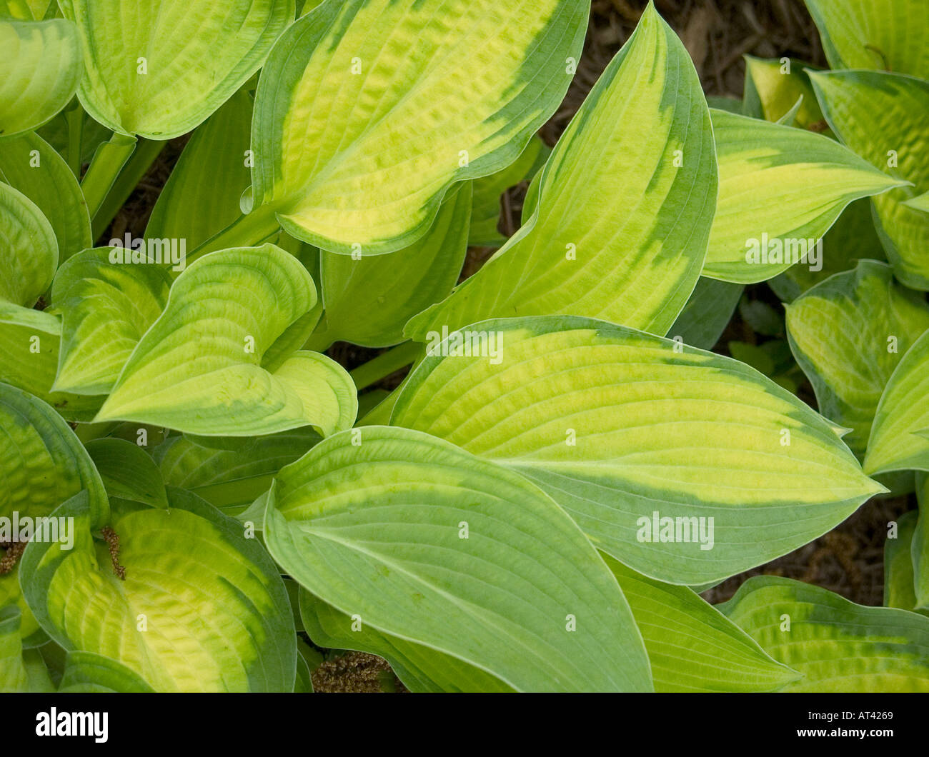 Hosta ventricosa hi-res stock photography and images - Alamy