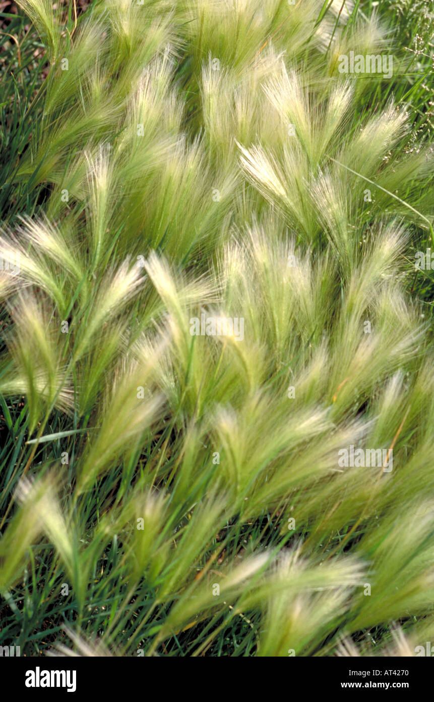 Hordeum poaceae hi-res stock photography and images - Alamy