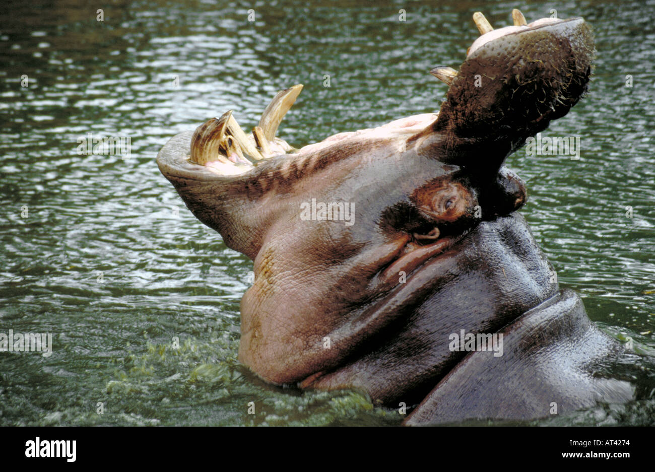 Yawning hippo hippopotamus amphibius hi-res stock photography and ...