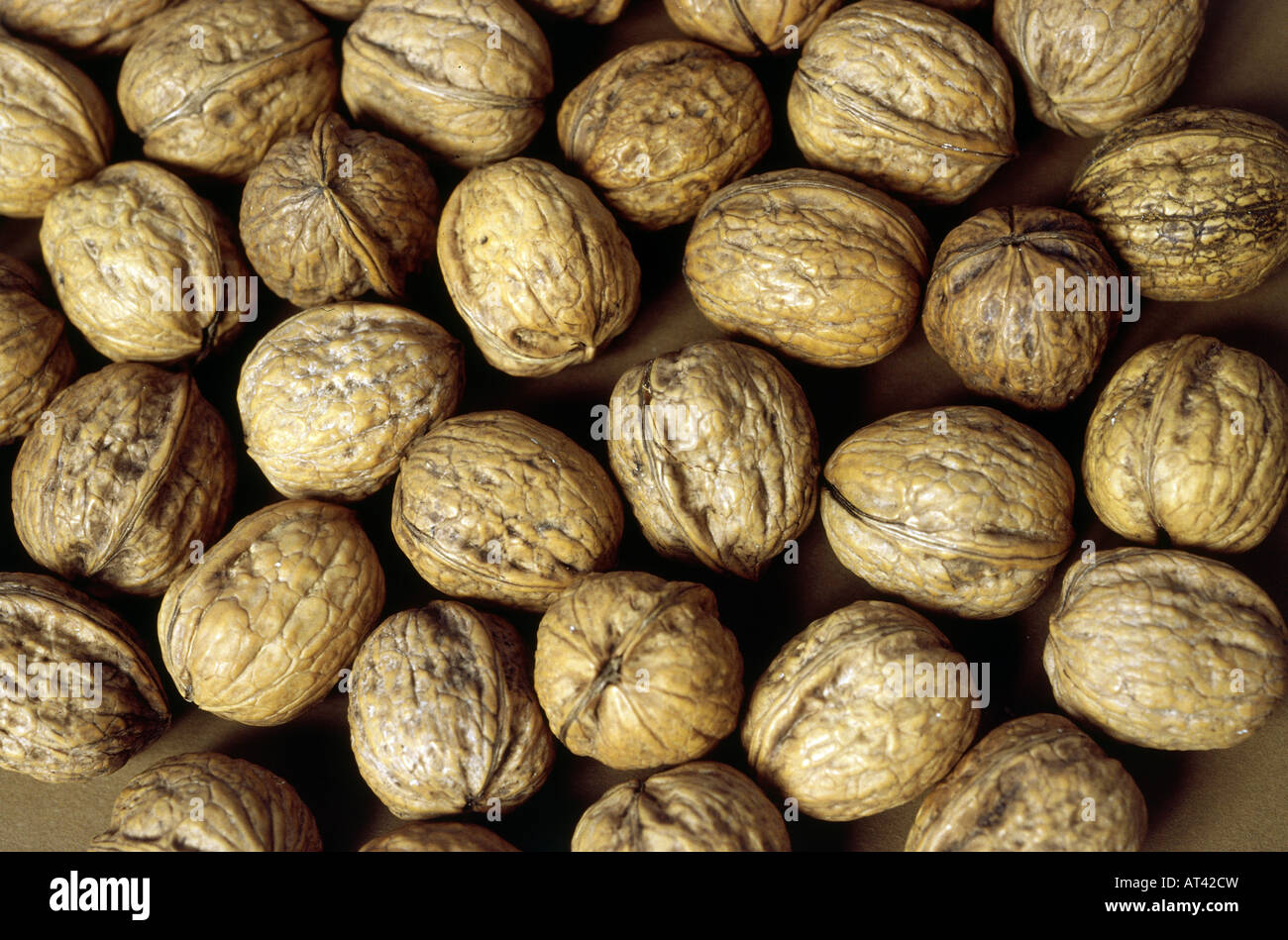 botany, walnut (Juglans), Common walnut (Juglans regia), nuts ...