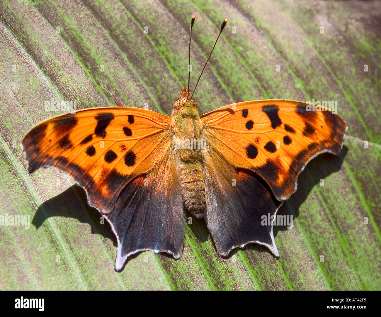 Wings marking hi-res stock photography and images - Alamy