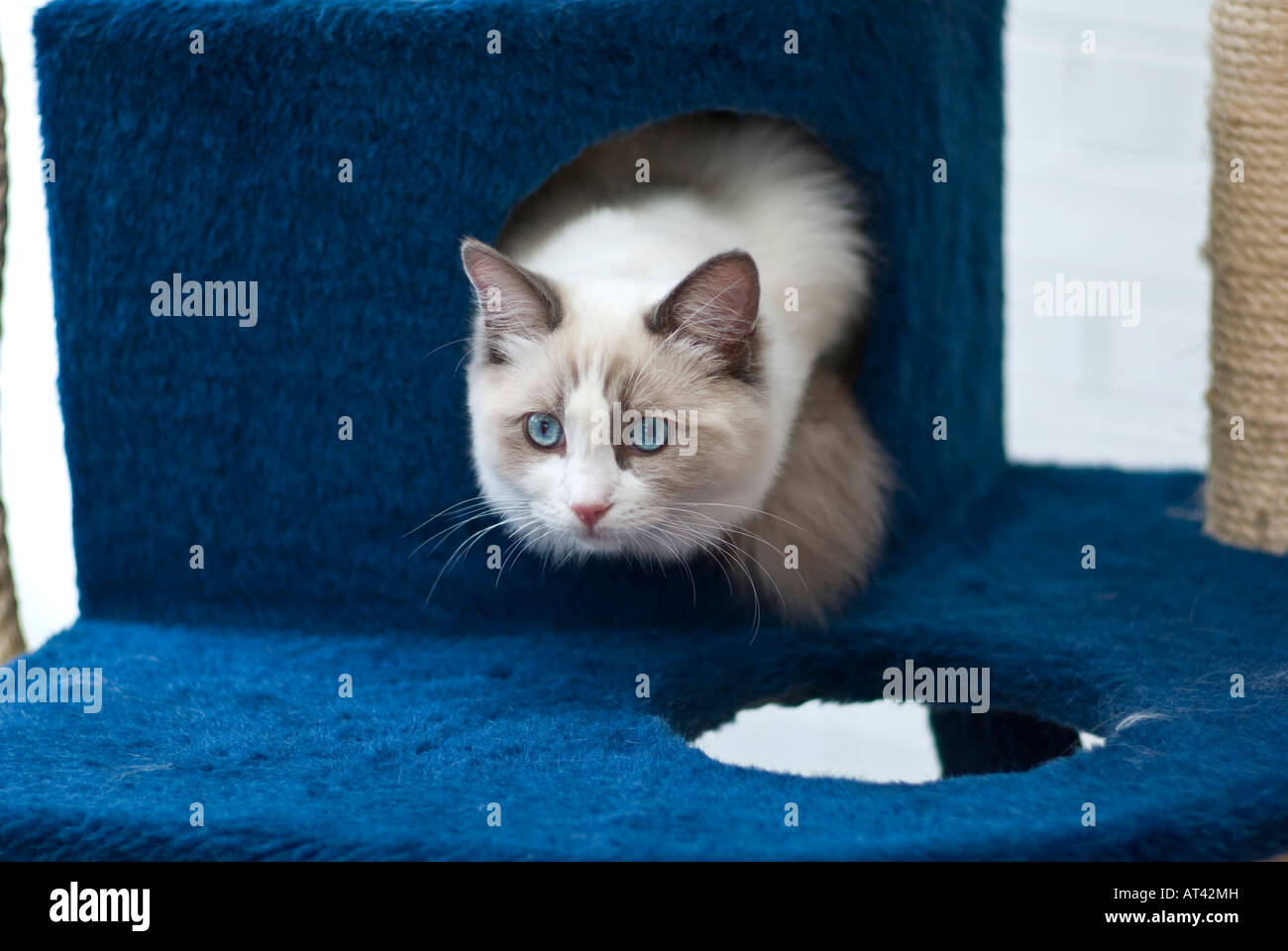 Blue bicolour ragdoll kitten male hi-res stock photography and images ...