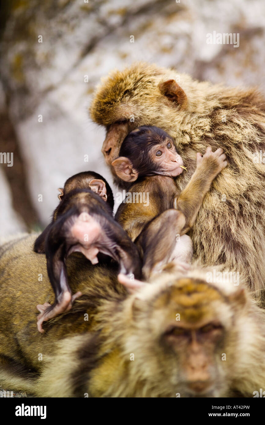 Young macaques hi-res stock photography and images - Alamy