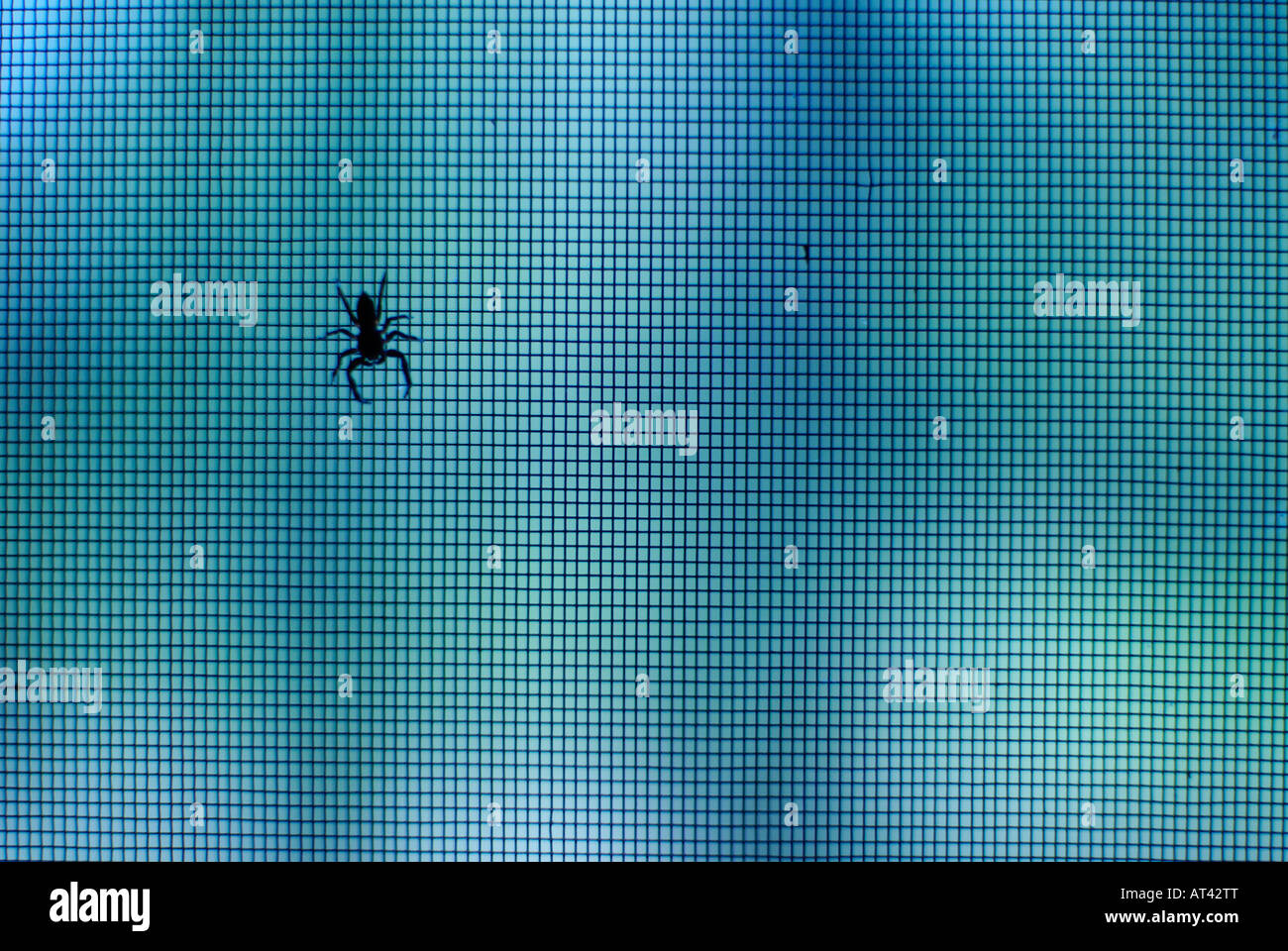 Spider on screen Stock Photo - Alamy