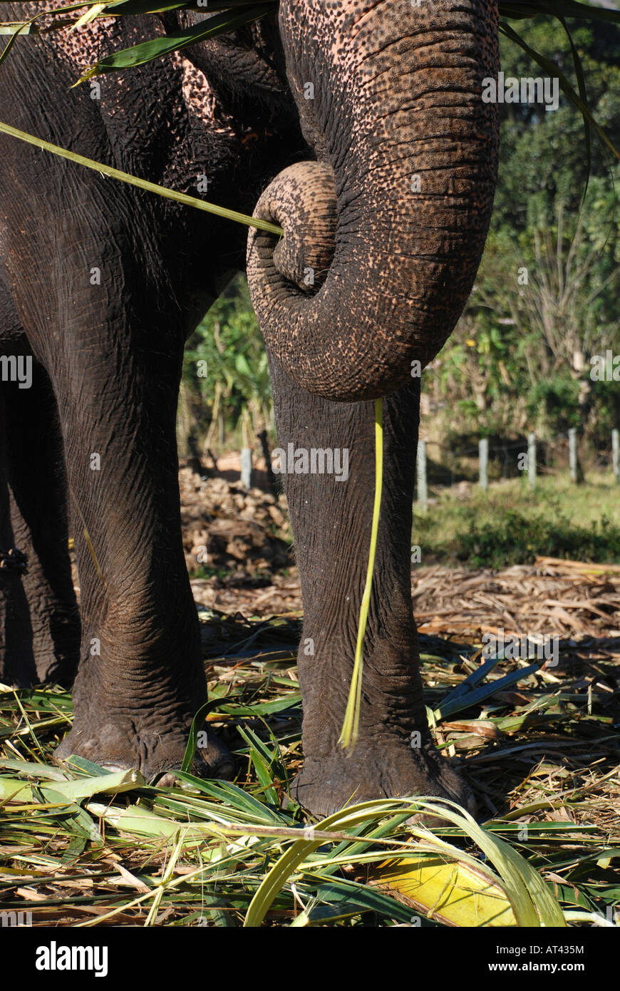 trunk and legs of Indian Elephant Stock Photo - Alamy