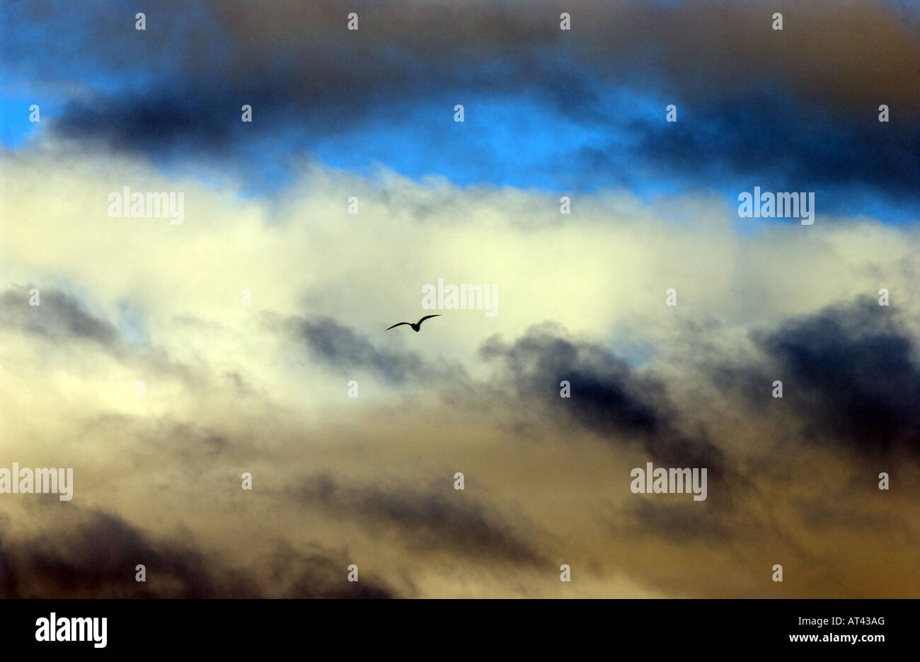 Seagull on sky sunset hi-res stock photography and images - Alamy