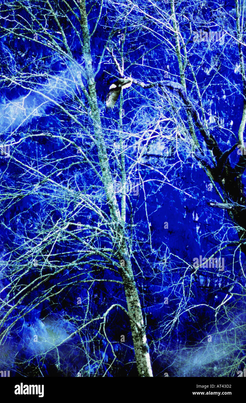 Digitally altered images hi-res stock photography and images - Alamy