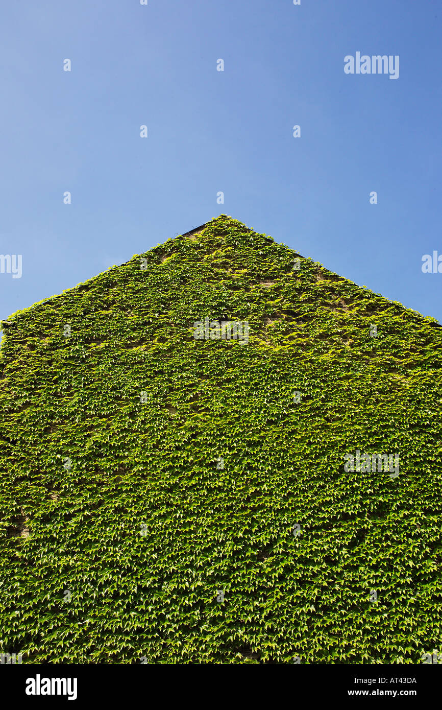 Virginia creeper house hi-res stock photography and images - Alamy