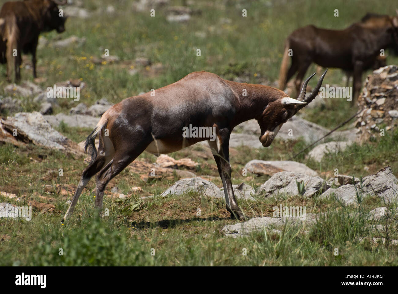 Blesbuck warding off others Stock Photo - Alamy