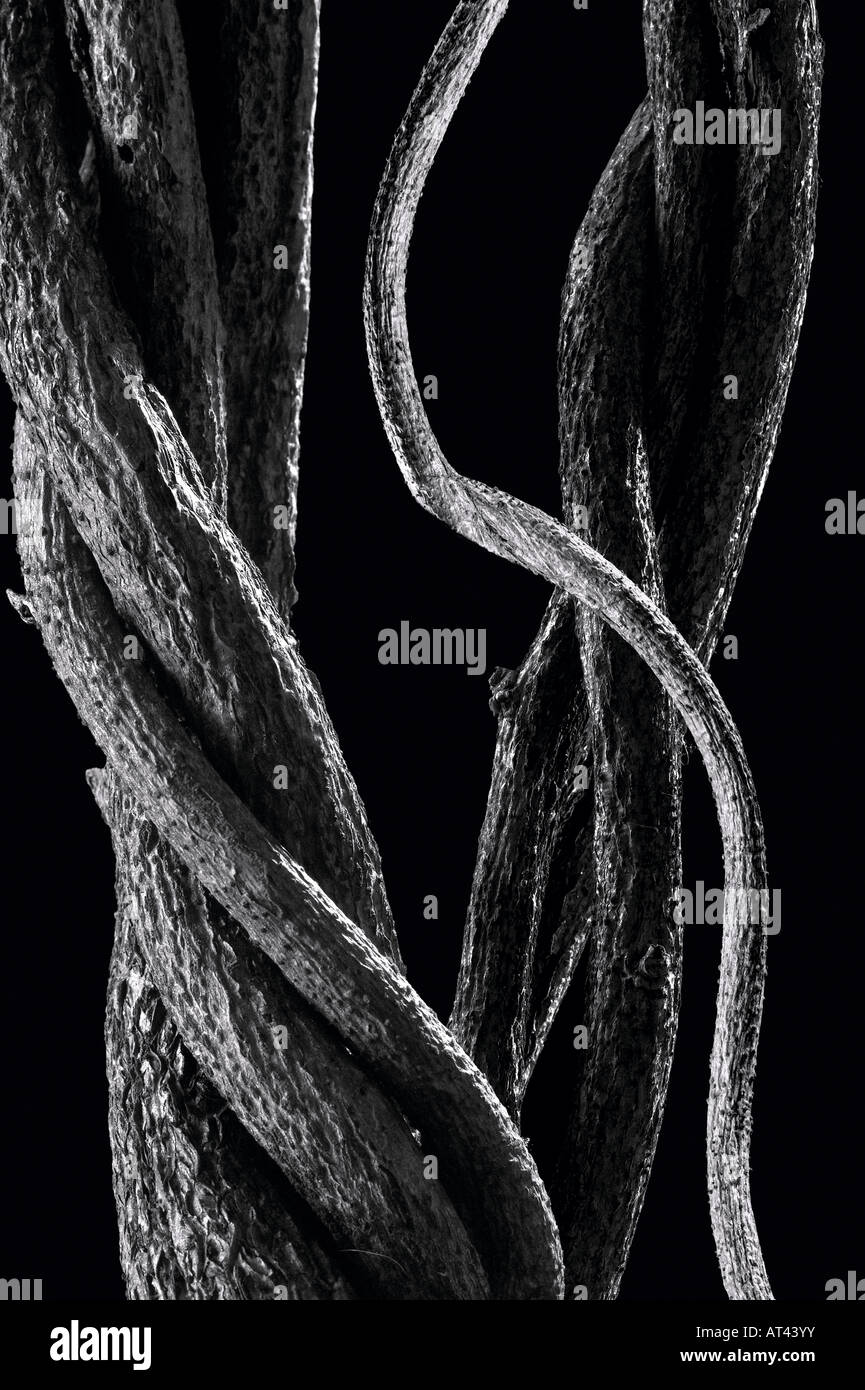 Vines Twigs And Sticks Black And White Detail Studio Still Life Stock ...