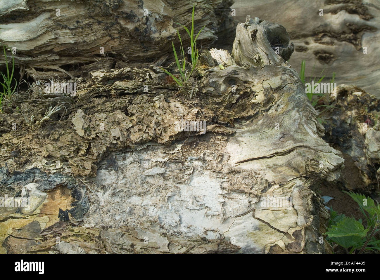 log bark wood texture grain natural Stock Photo - Alamy