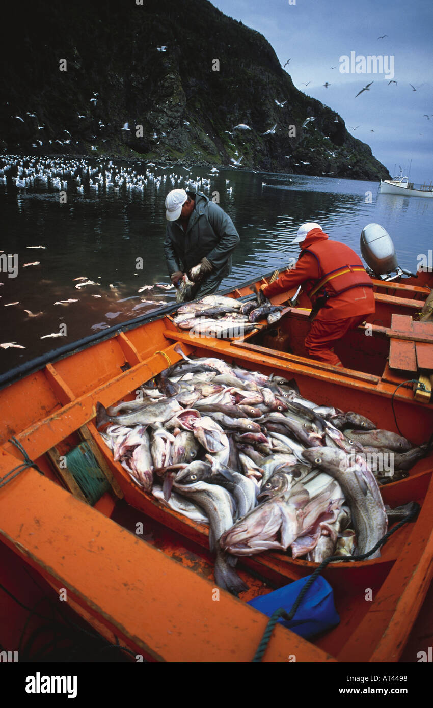 Man catching birds hi-res stock photography and images - Alamy