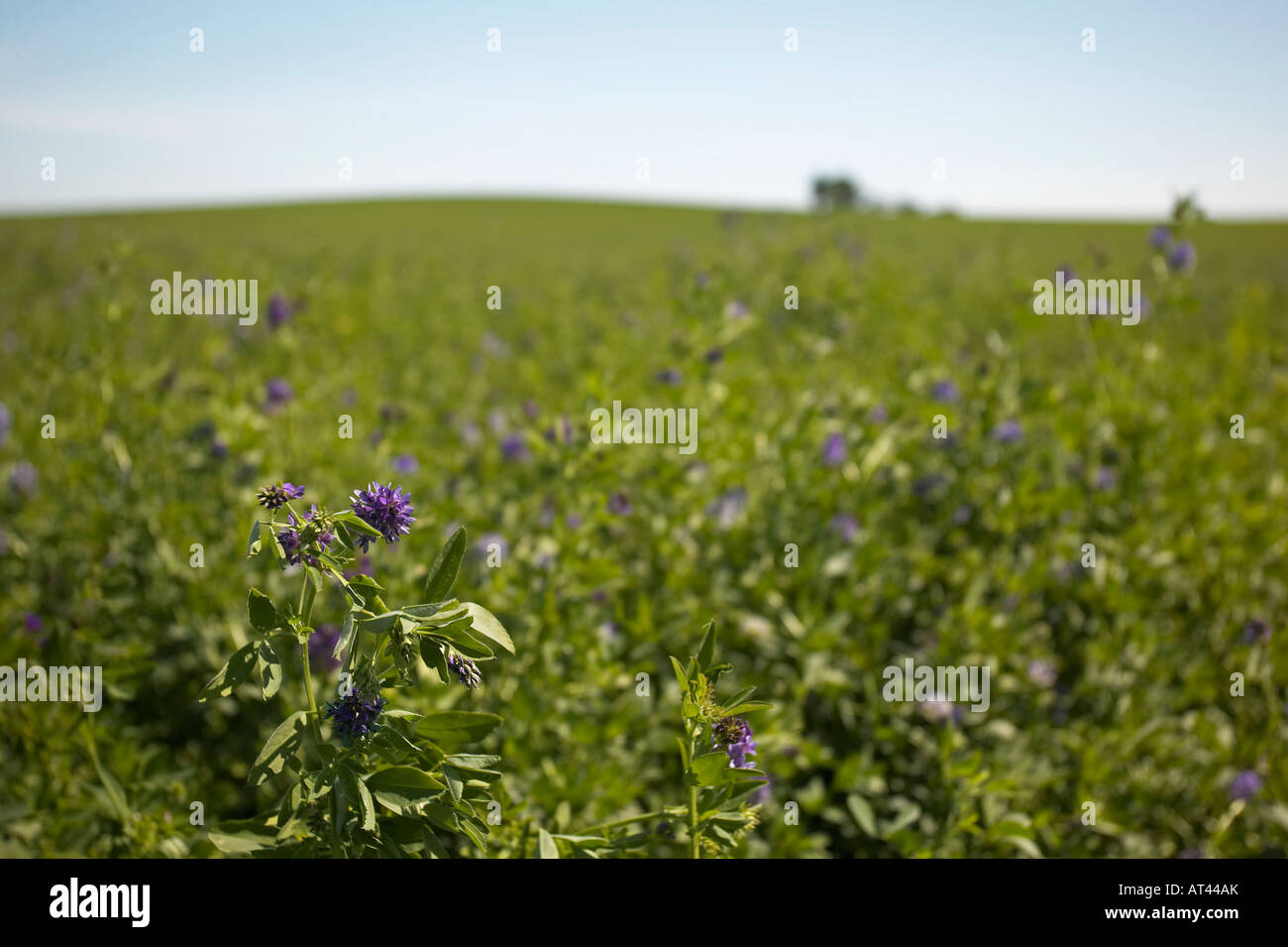 Field of alfalfa Stock Photo - Alamy
