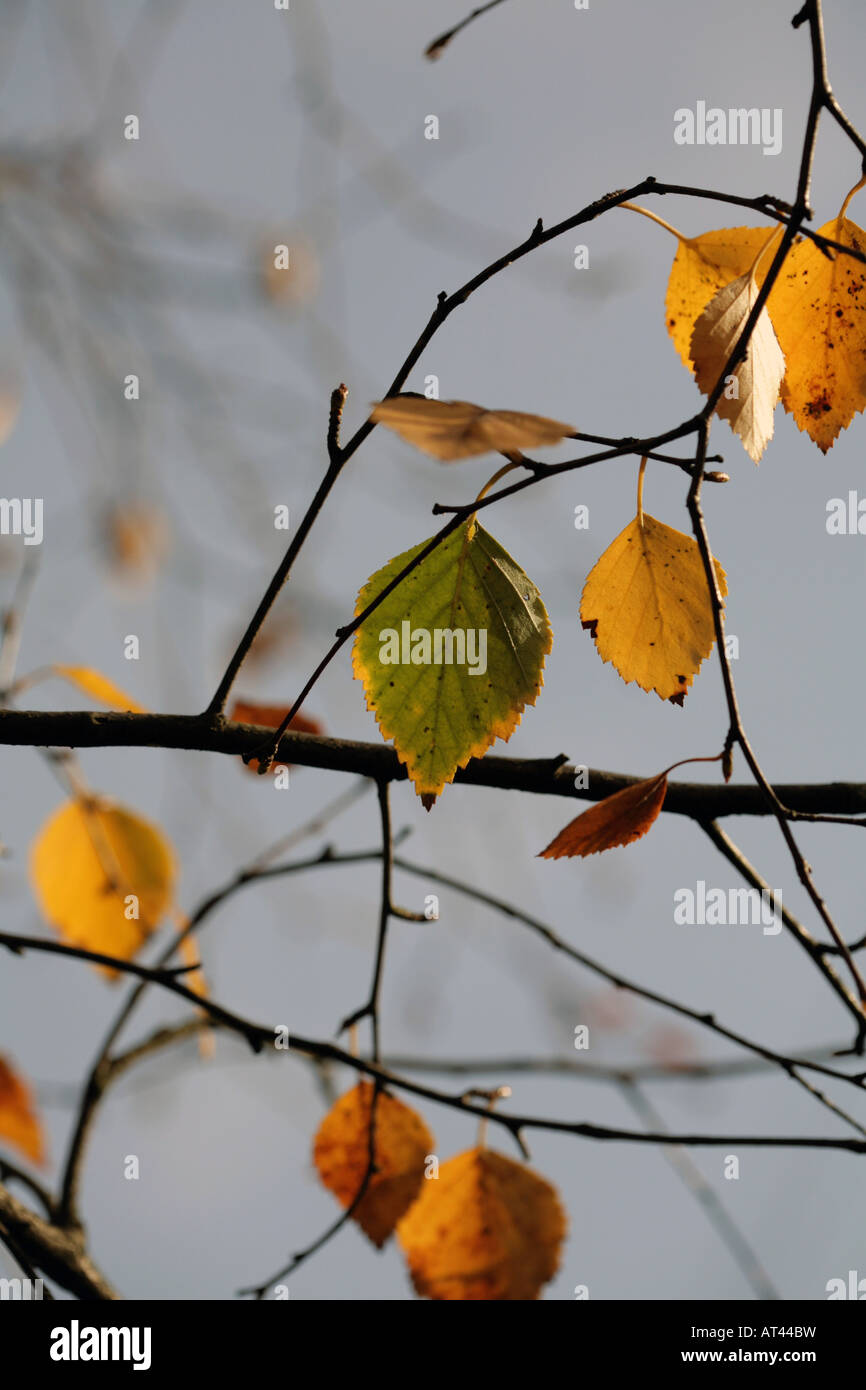Silver Birch Leaves turned a golden colour in the autumn in a Cheshire ...