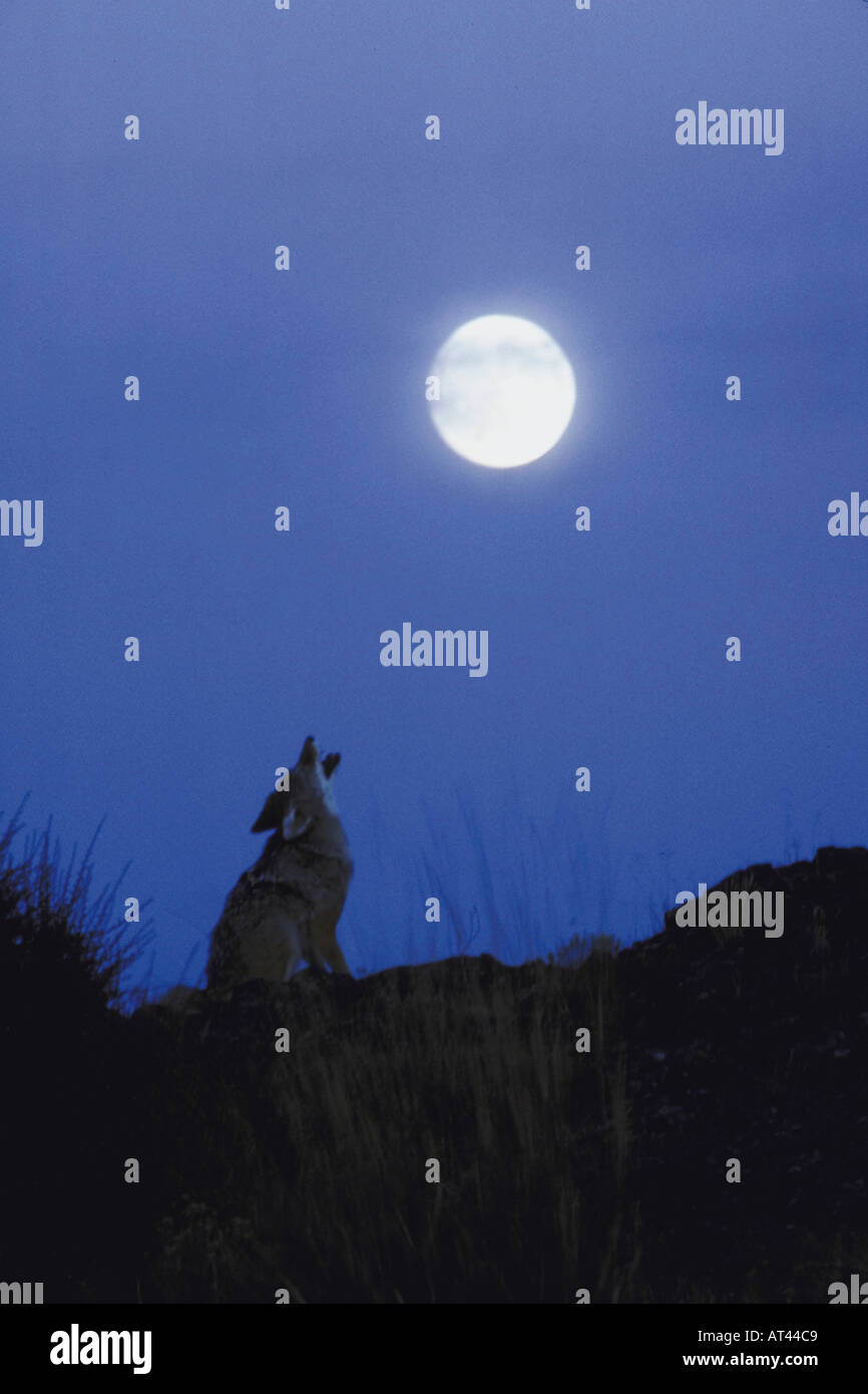 Howling coyotes hi-res stock photography and images - Alamy