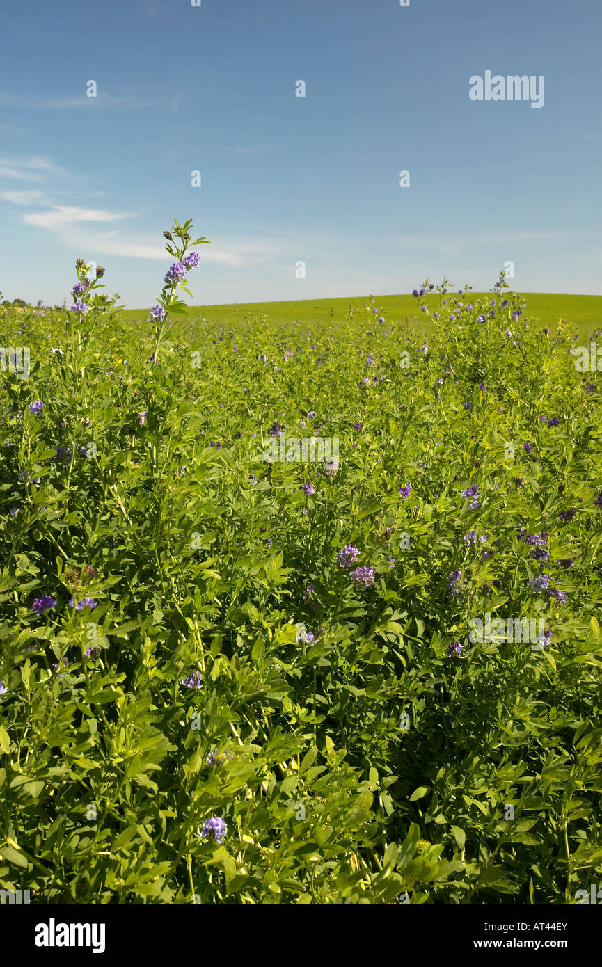 Field of alfalfa Stock Photo - Alamy