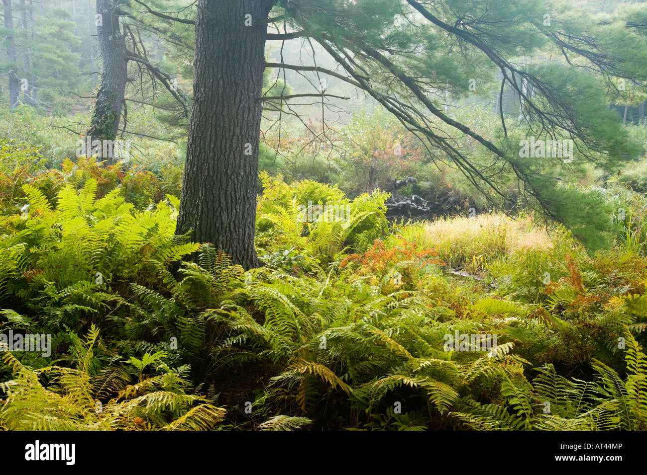 Ferns and pines next to the Isinglass River in Strafford, New Hampshire ...