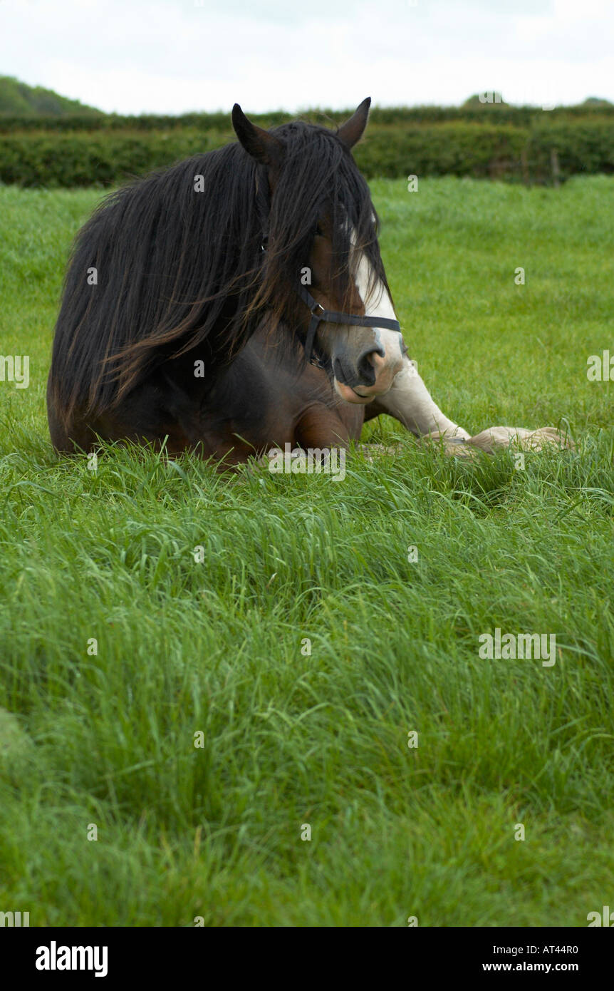 Shirehorse hi-res stock photography and images - Alamy
