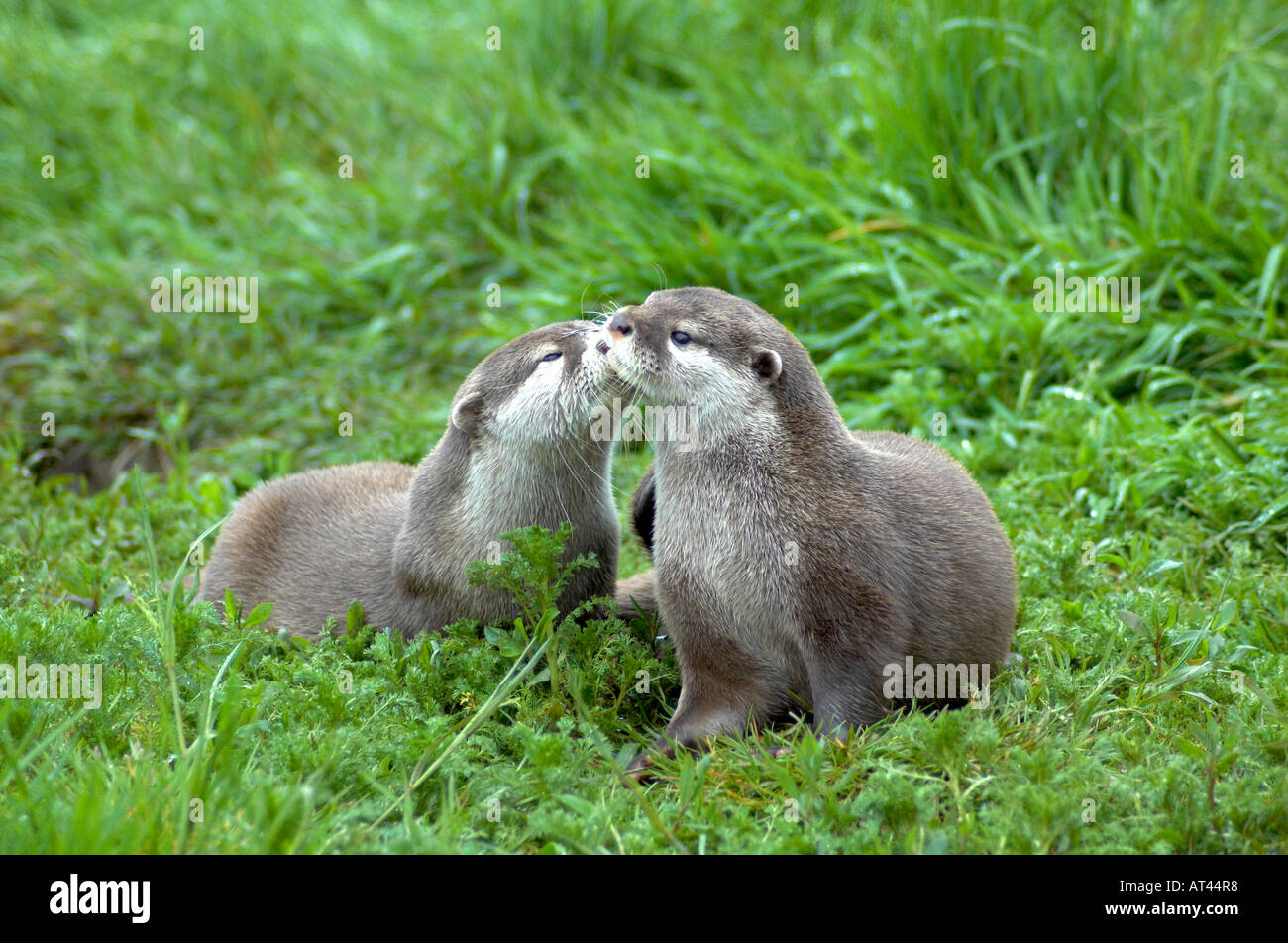 Otters lying down hi-res stock photography and images - Alamy