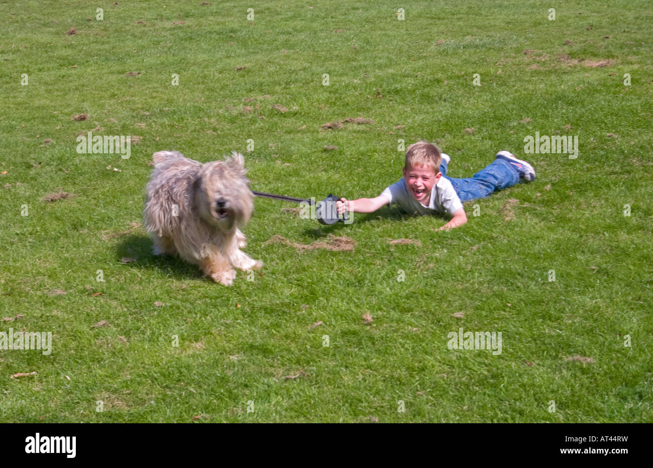 Dog dragging young boy along grass with lead Stock Photo - Alamy
