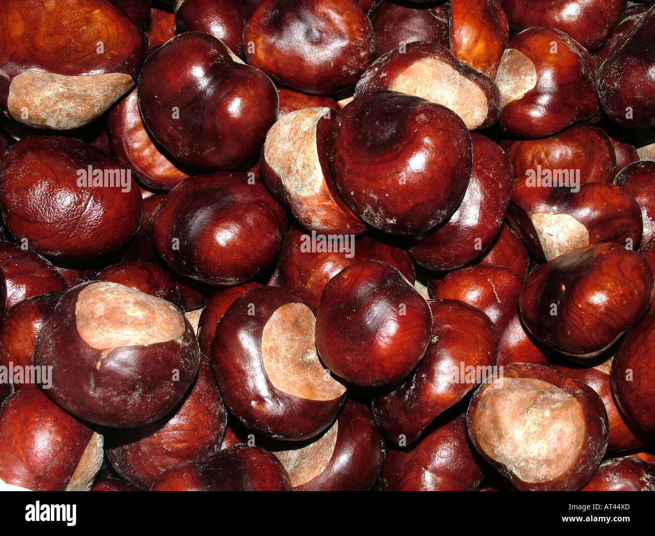 Conker pile hi-res stock photography and images - Alamy