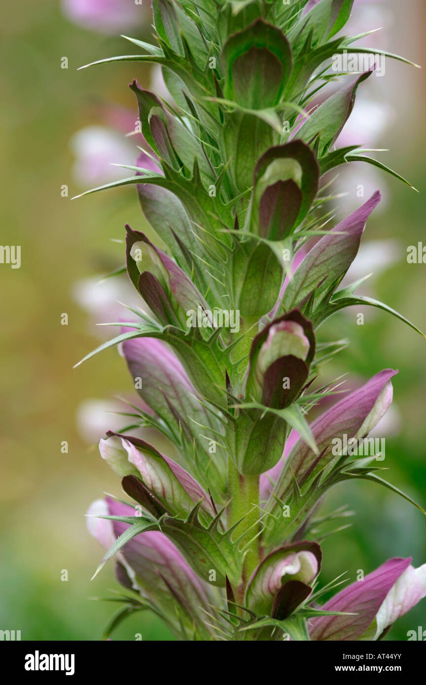 Bears breeches acanthus spinosus hi-res stock photography and images ...