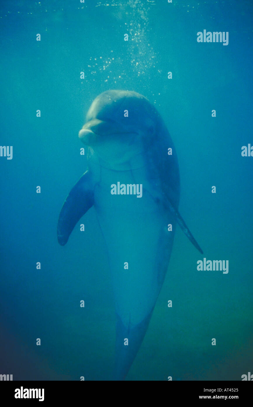 Dolphins aquarium vertical hi-res stock photography and images - Alamy