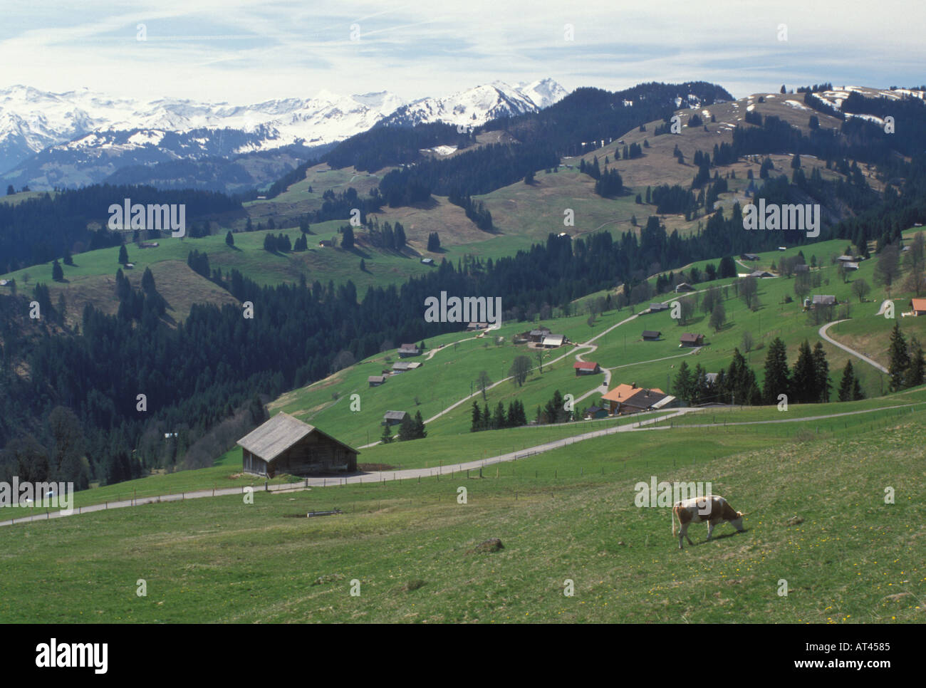 German simmental hi-res stock photography and images - Alamy