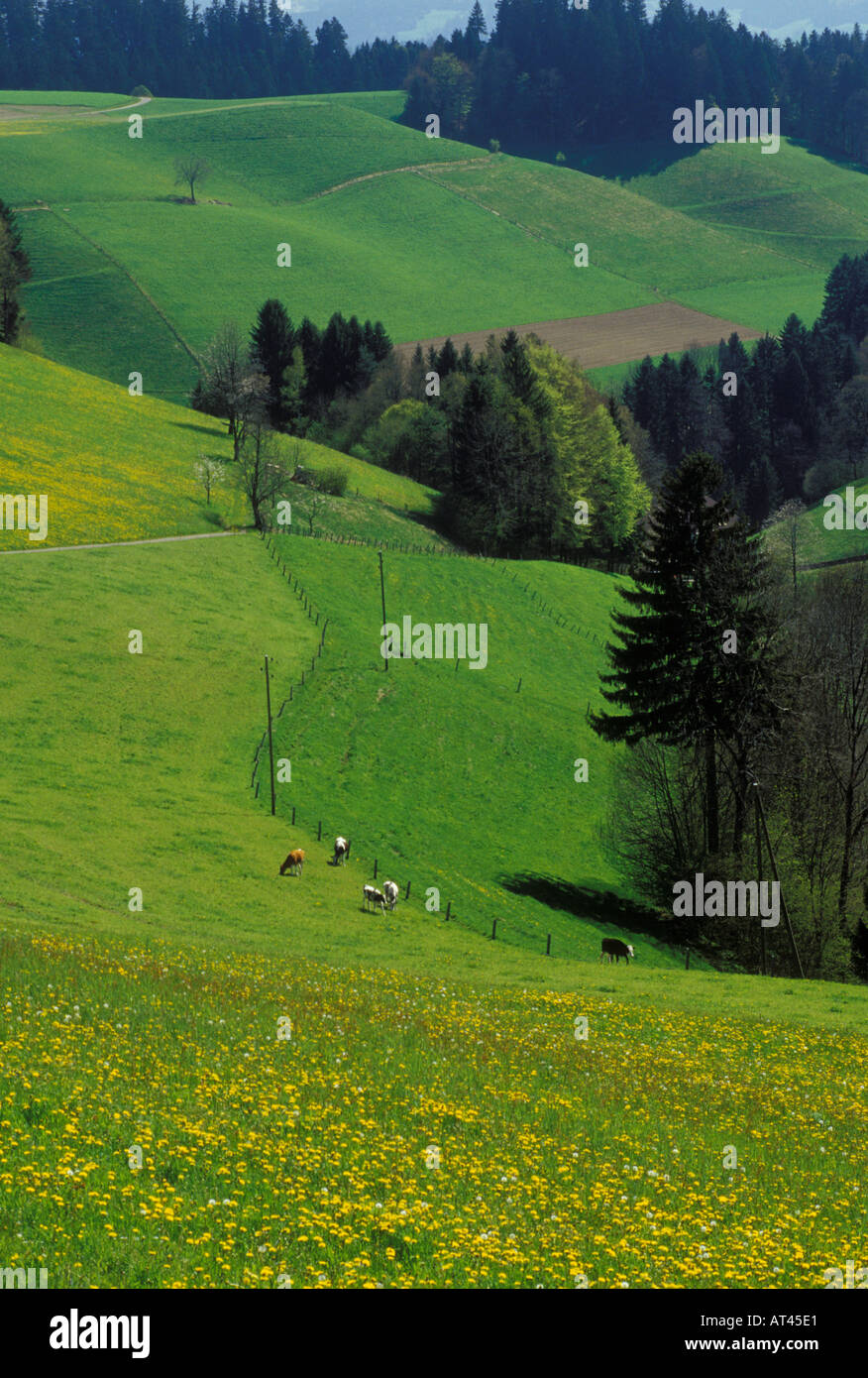 AJ20424, Switzerland, Emmental, Bern, Affoltern, Europe Stock Photo - Alamy