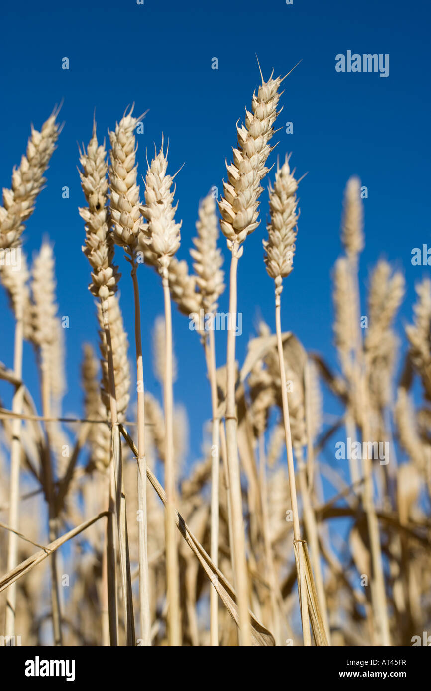 a field of wheat crops growing against a perfect blue sky Stock Photo ...