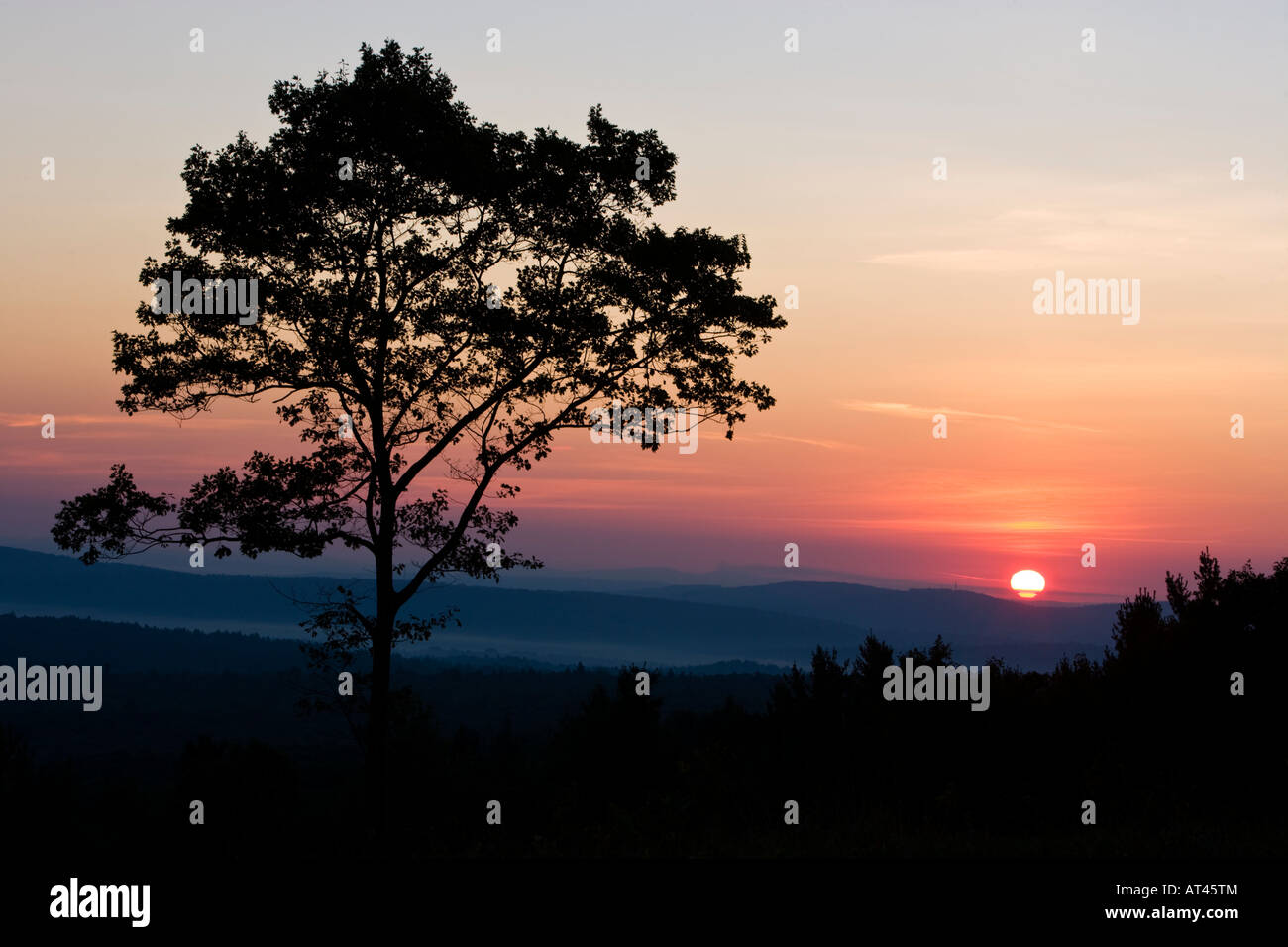 An oak tree in silhouette at dawn on Wilson Hill in Deering, New ...