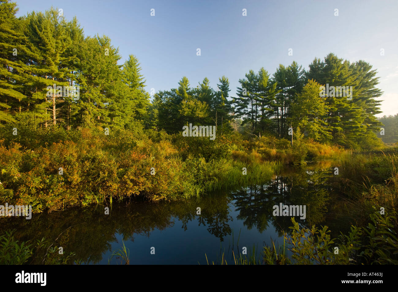 A beaver flowage on the Isinglass River in Strafford, New Hampshire ...
