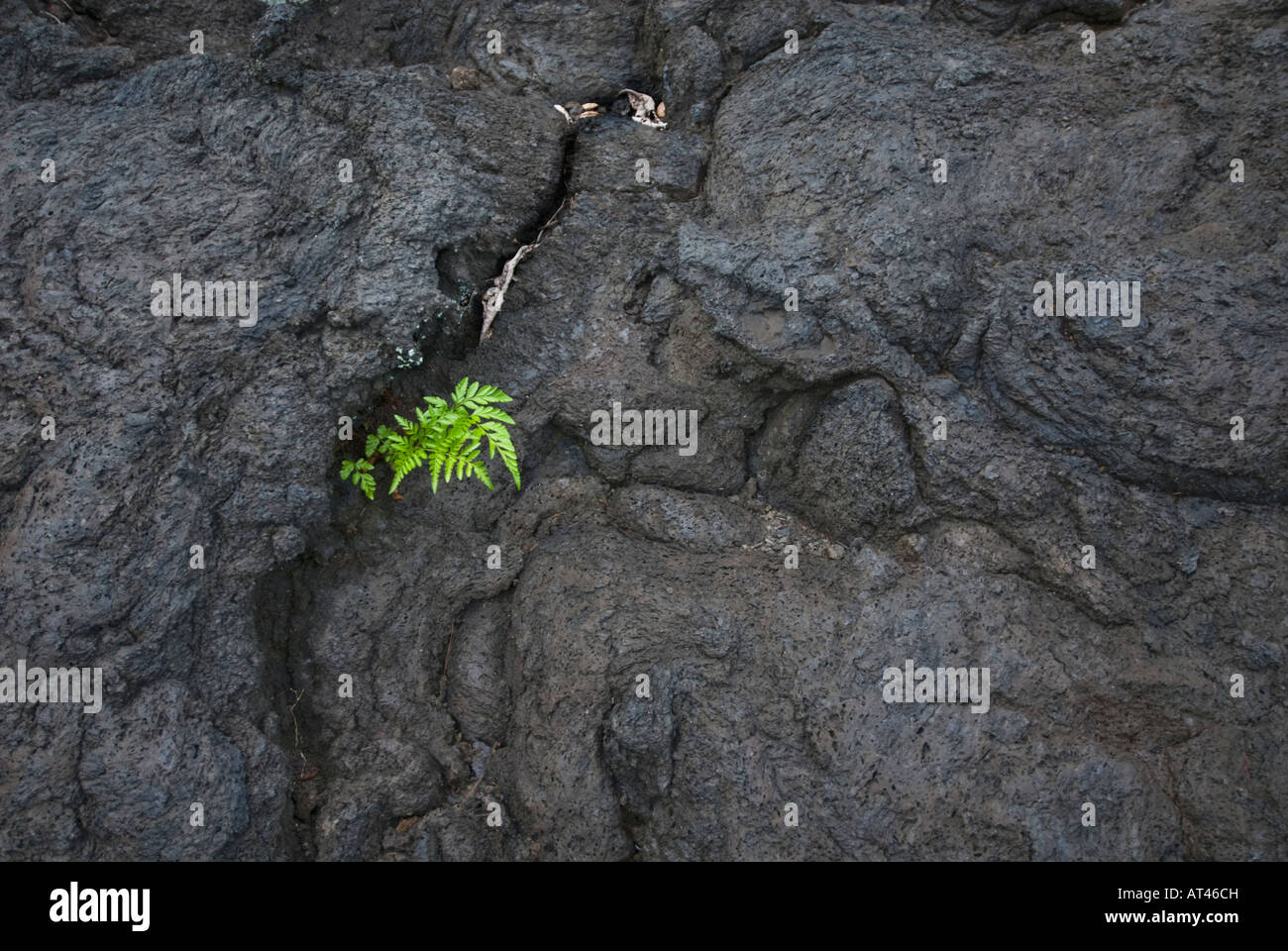 Lavafield of Saleaula MAUGA SAMOA Lava Field Savaii Western Samoa ...