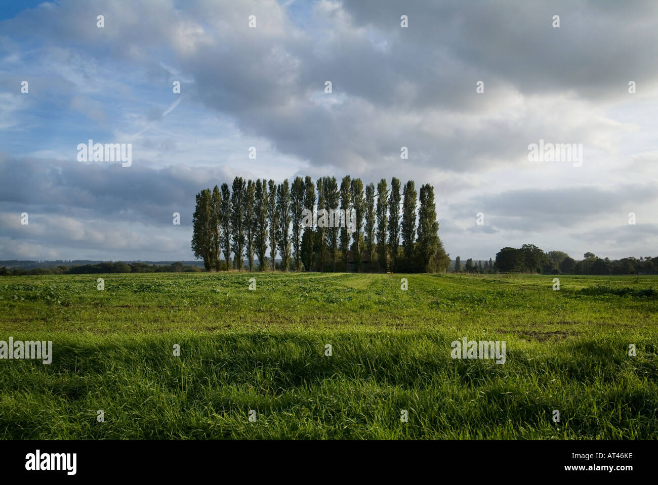 Windbreak Trees Farm High Resolution Stock Photography and Images - Alamy