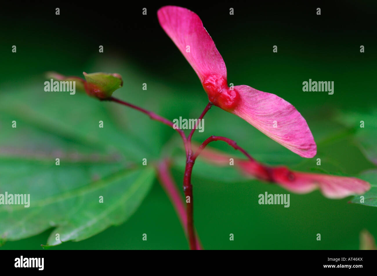 Acer japonicum samara or seed Stock Photo - Alamy