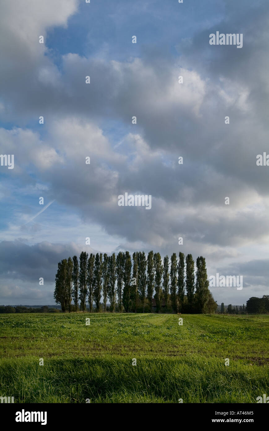 Trees with windbreak hi-res stock photography and images - Alamy