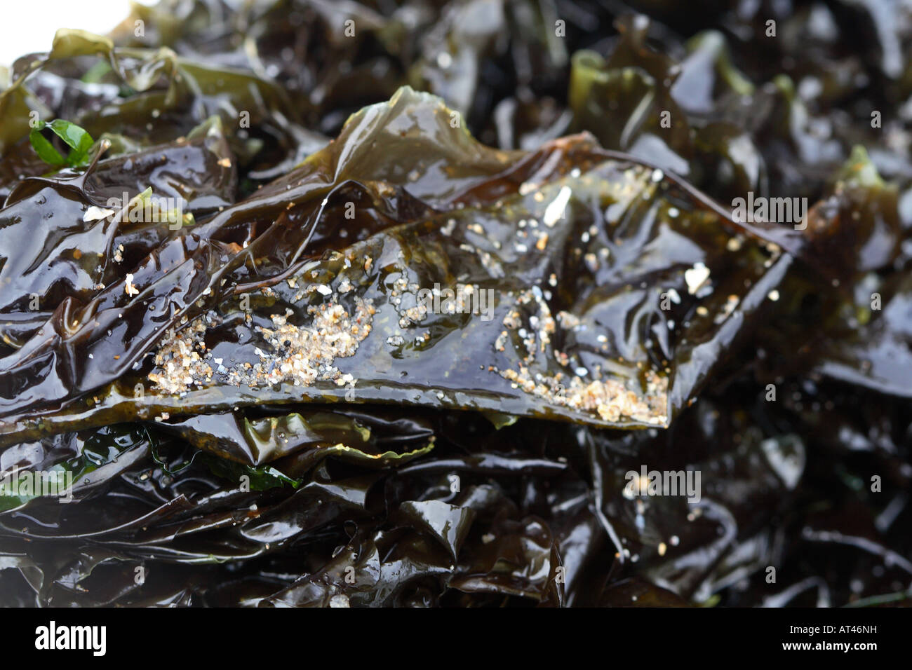 Porphyra hi-res stock photography and images - Alamy