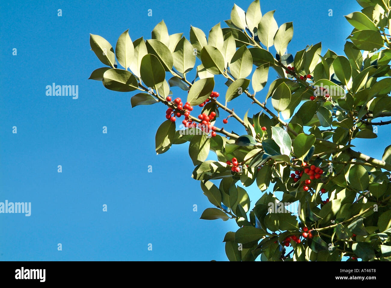 Mistletoe kiss outside hi-res stock photography and images - Alamy