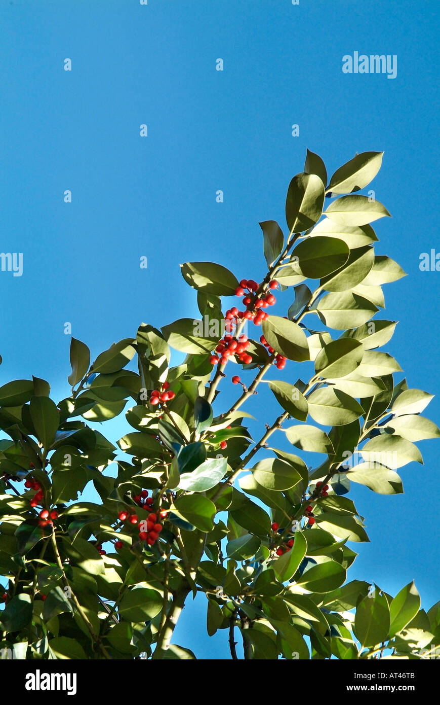 Holly and mistletoe hi-res stock photography and images - Alamy