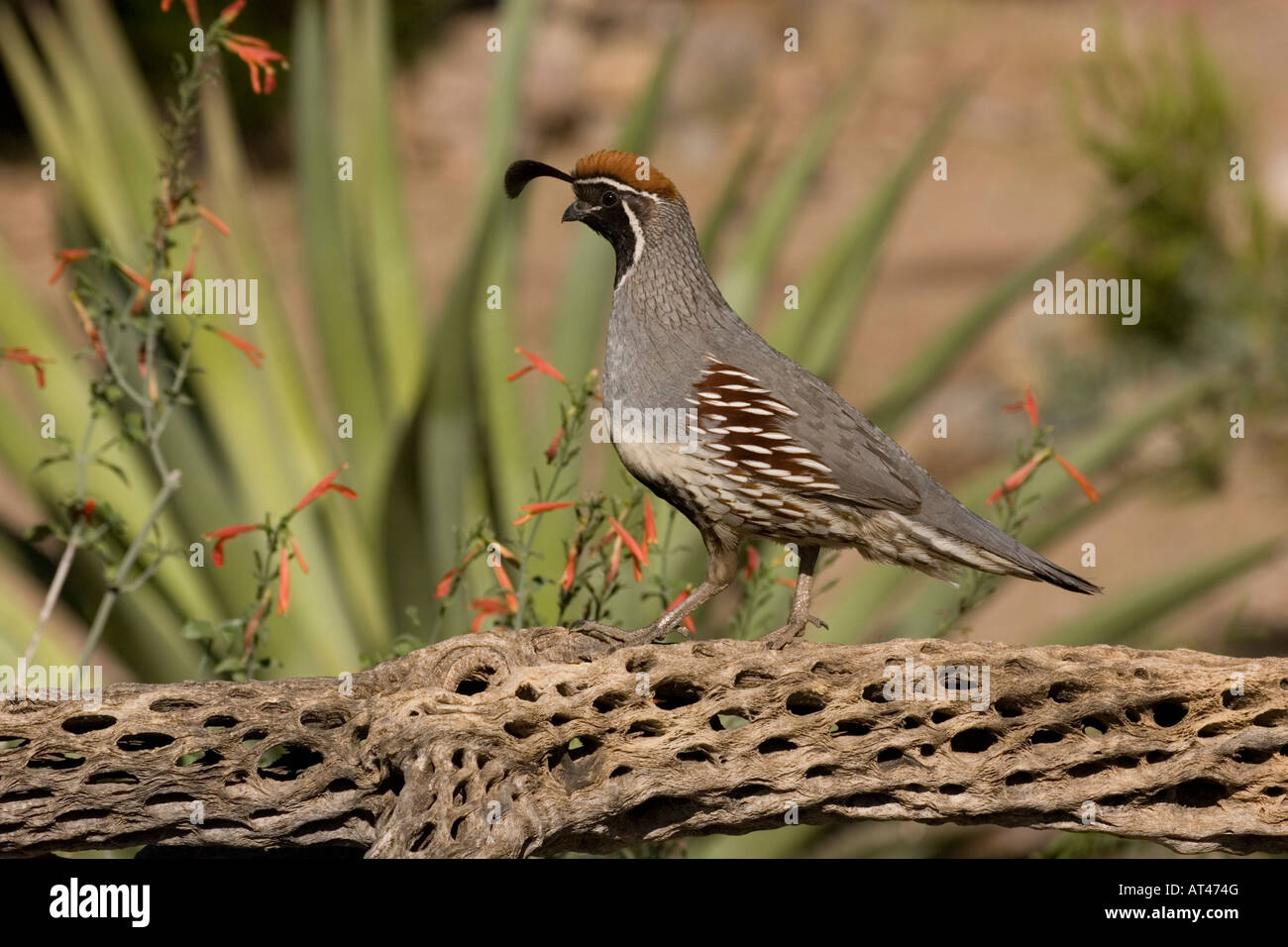 Gambels quail male perched hi-res stock photography and images - Alamy