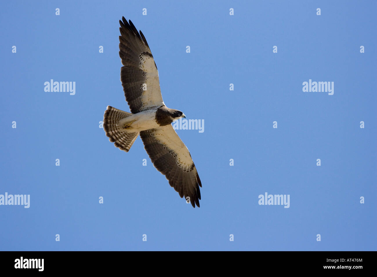 Swainsons hawk in flight hi-res stock photography and images - Alamy