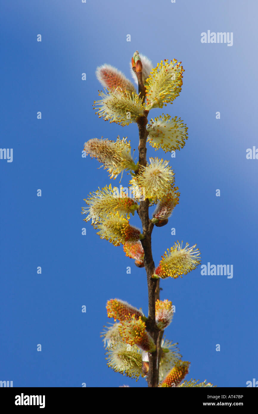 Grey Willow or Rusty Sallow, Salix atrocinerea. Stem with flowers Stock ...