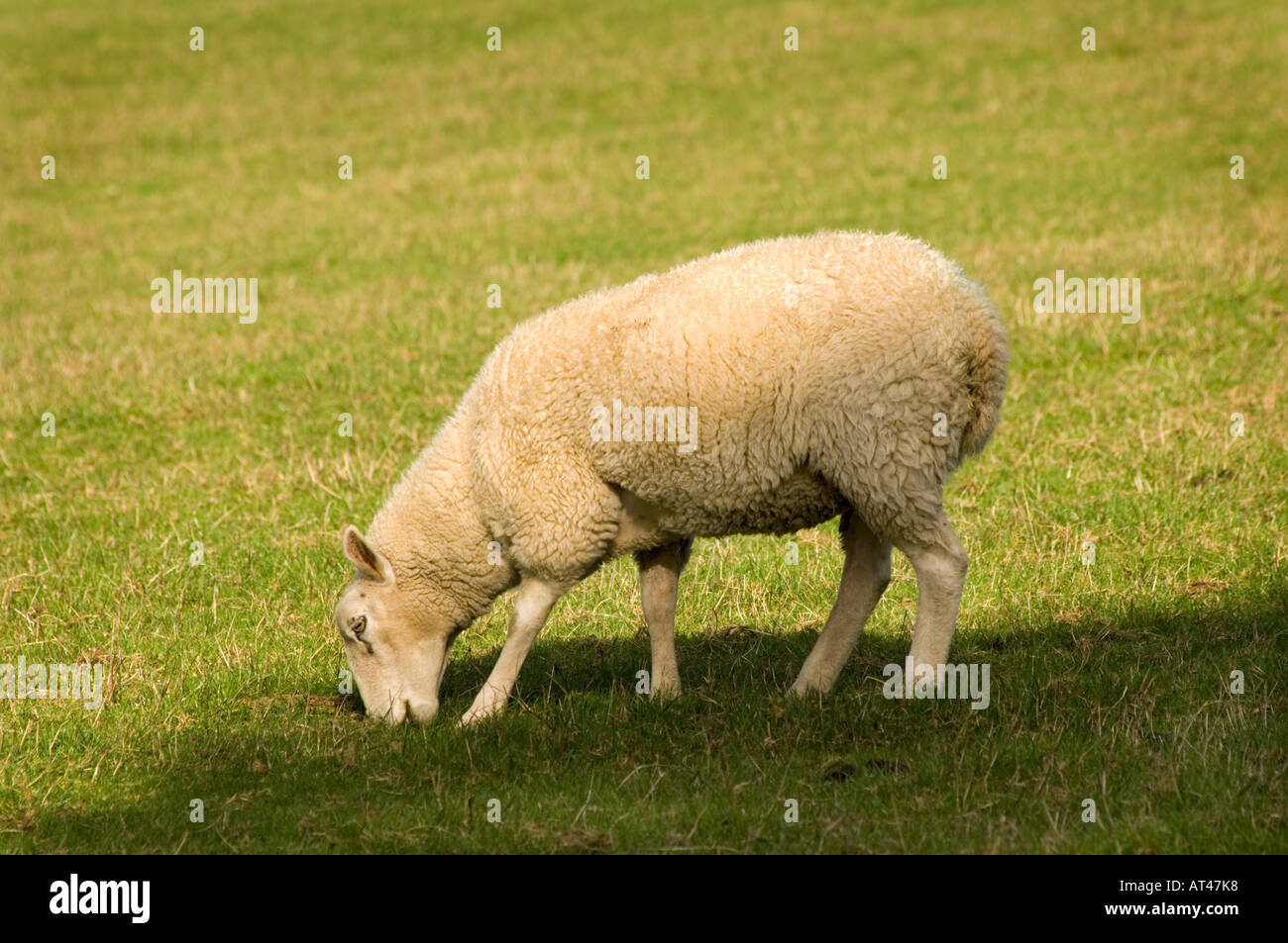 Picture of a sheep hi-res stock photography and images - Alamy