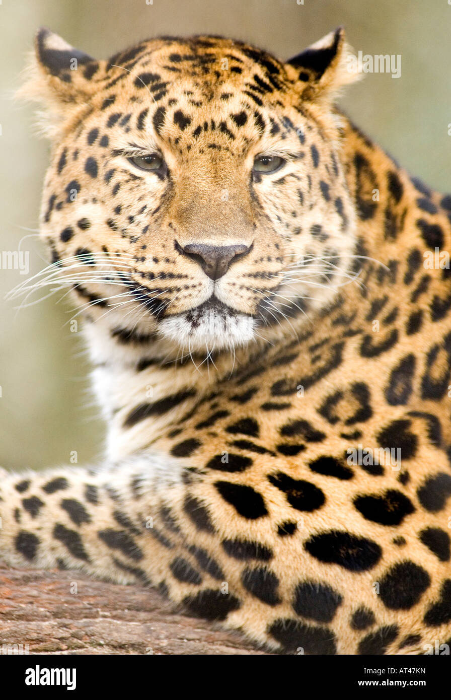 Amur Leopard, Panthera pardus orientalis, portrait Stock Photo - Alamy