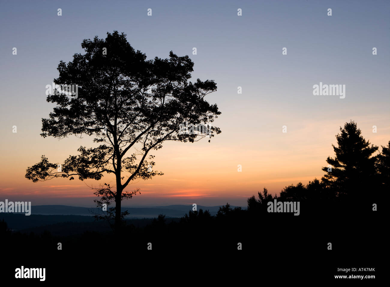 An oak tree in silhouette at dawn on Wilson Hill in Deering, New ...
