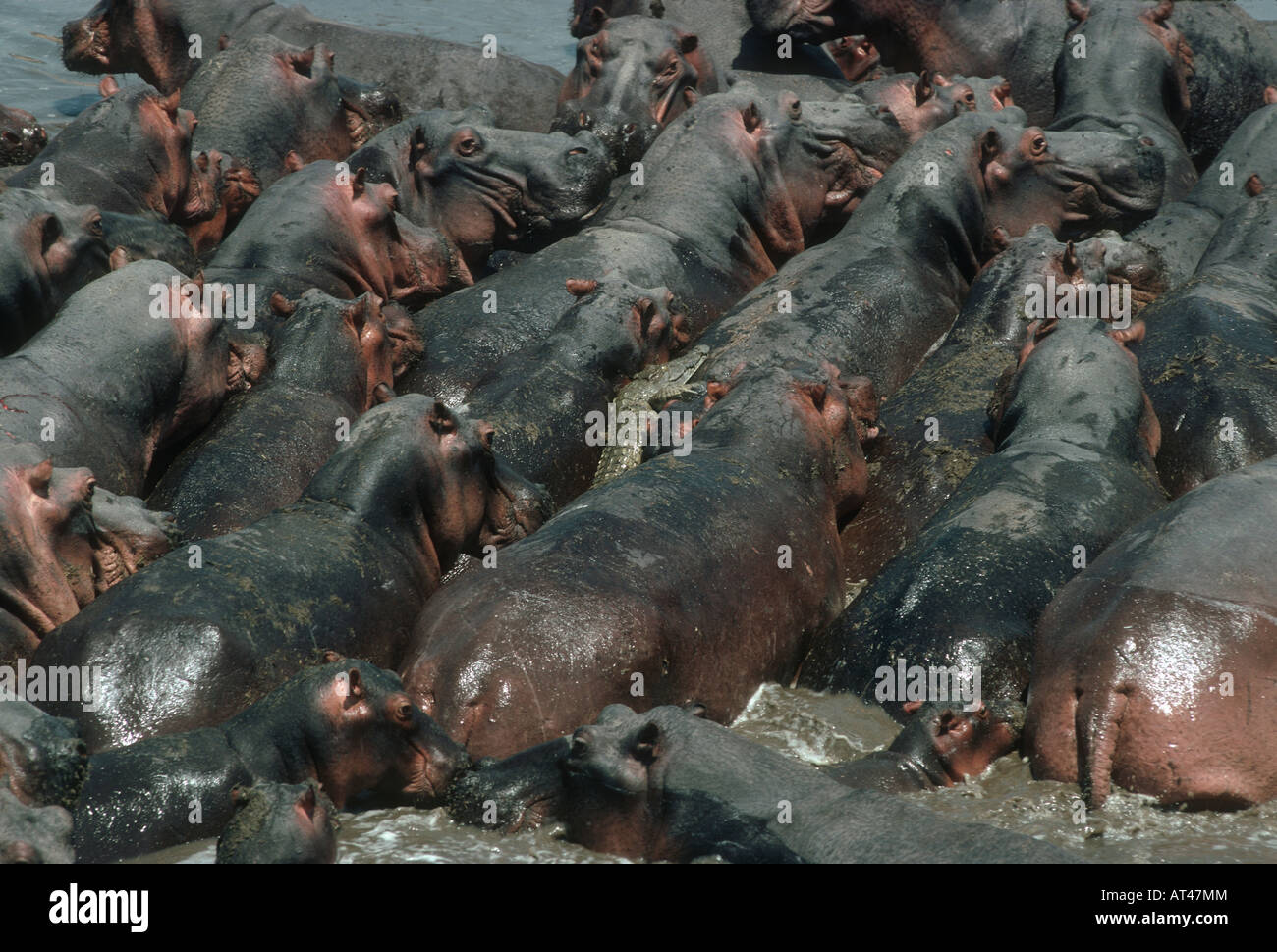 Hippo Hippopotamus amphibius crowded into pool with crocodile crushed ...